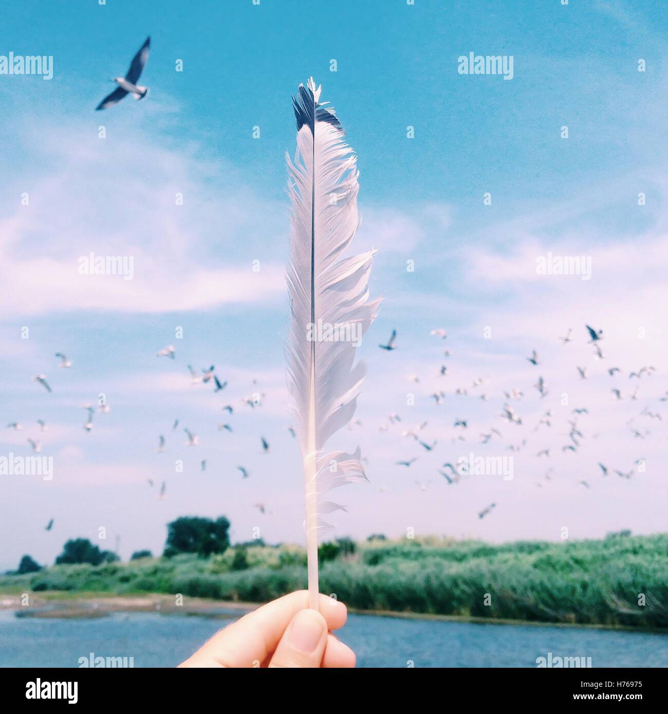 Hand white feather hi-res stock photography and images - Alamy