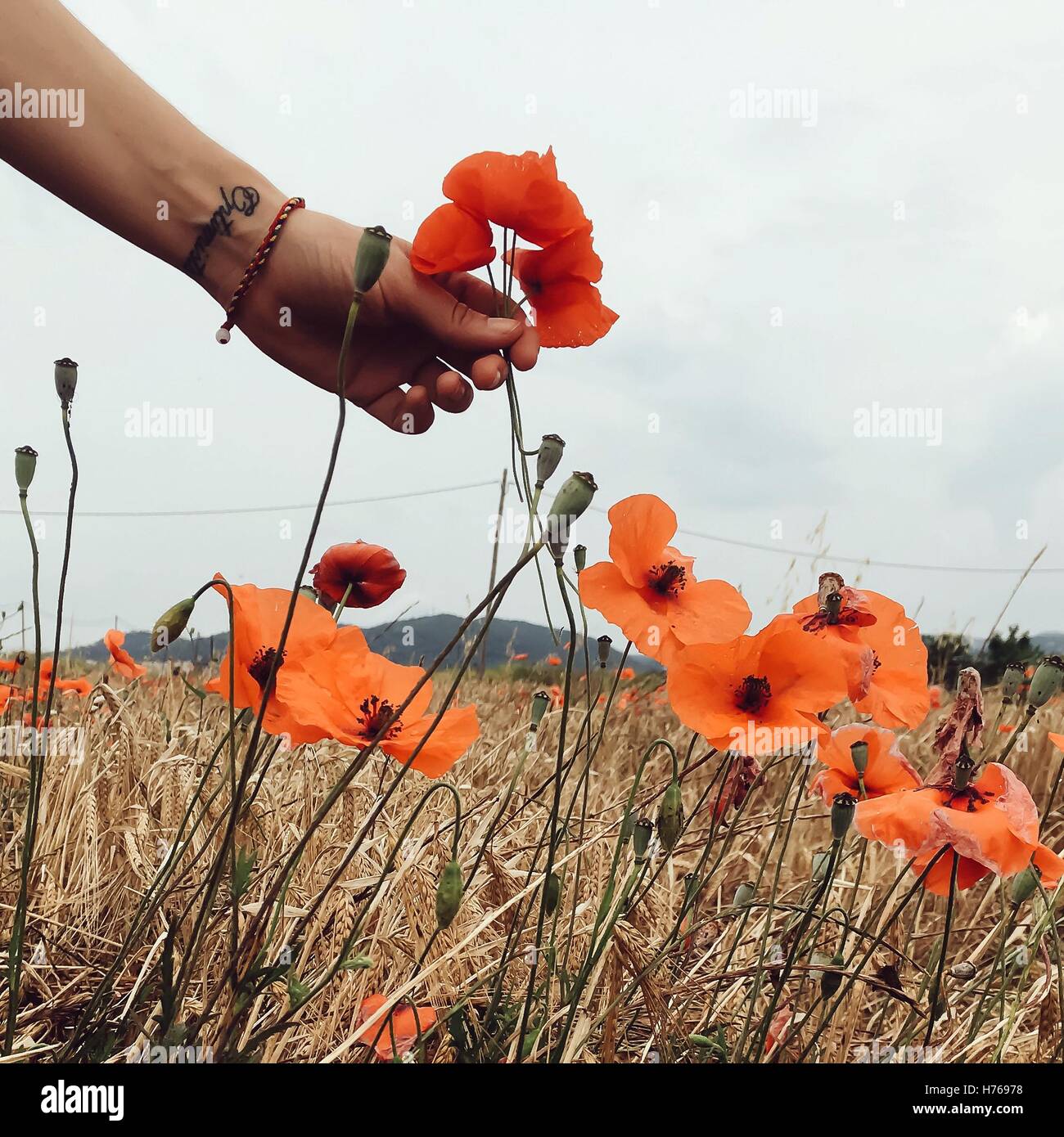 Woman picking a poppy from field of poppy flowers Stock Photo - Alamy