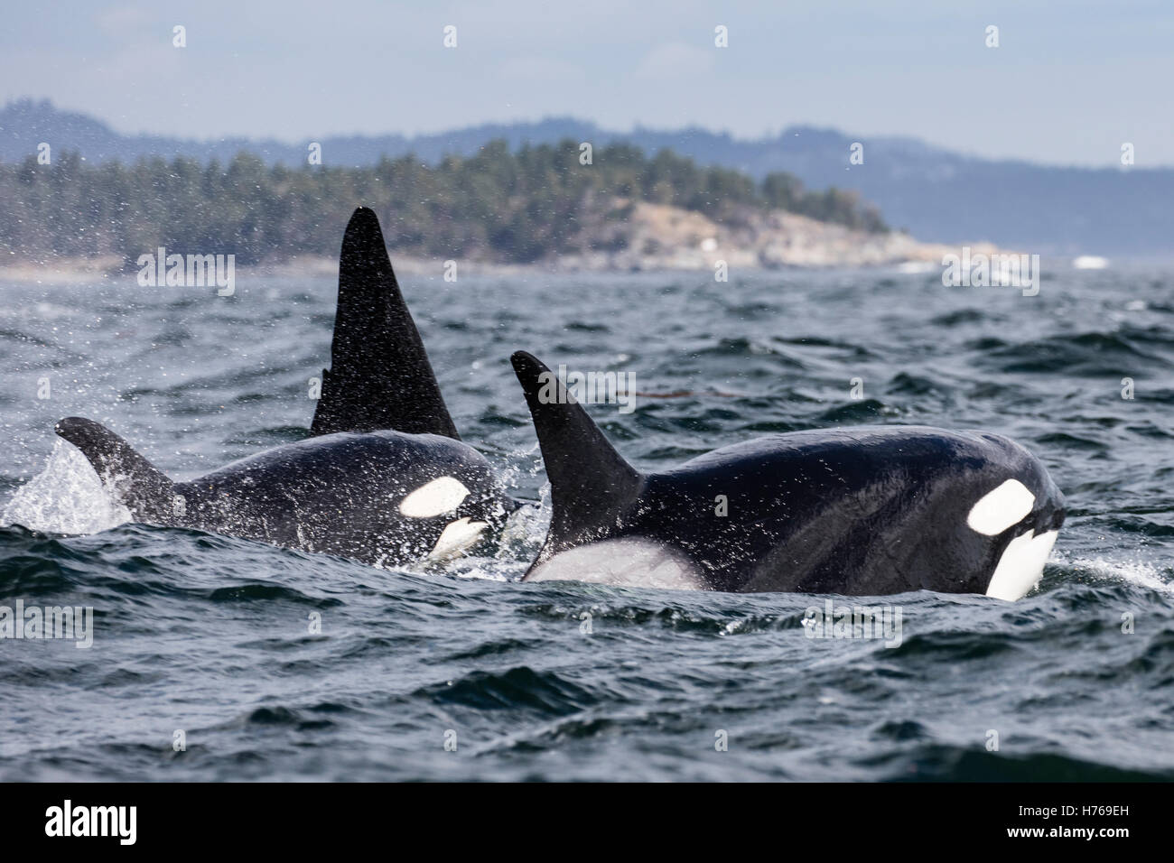 Three orcas swimming near the coastline, Canada Stock Photo - Alamy