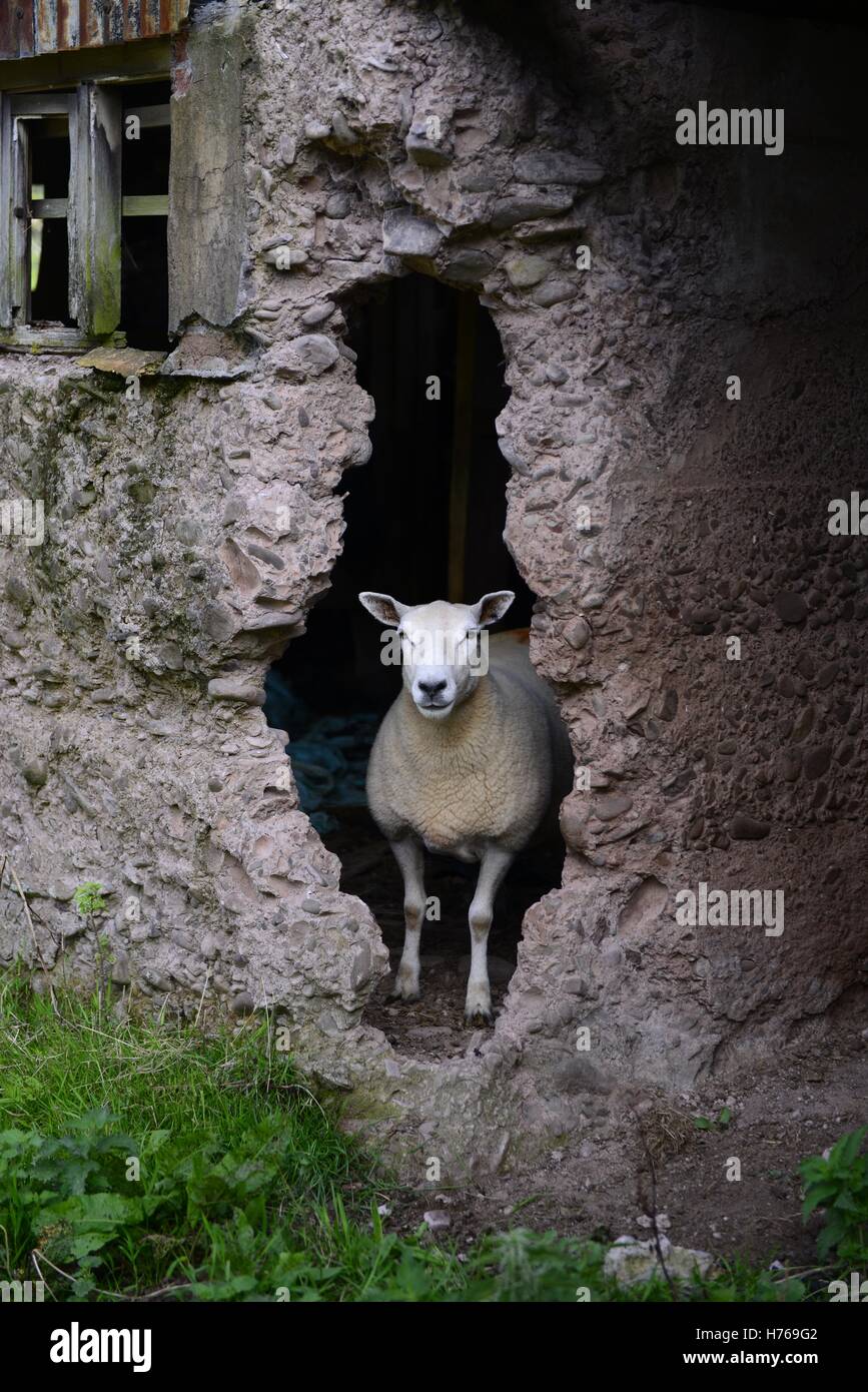Sheep standing in a derelict barn, Herefordshire, England, United ...