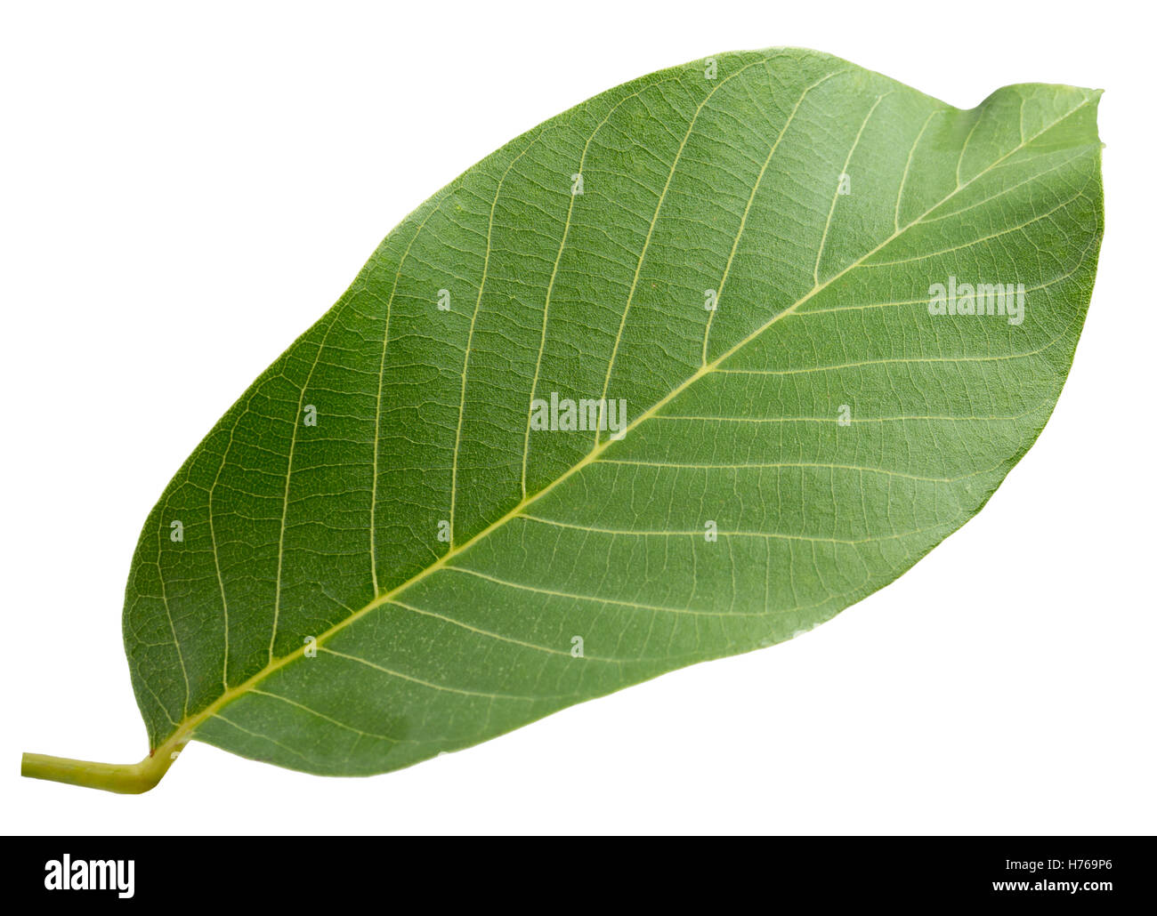 walnut leaf isolated on the white background Stock Photo - Alamy