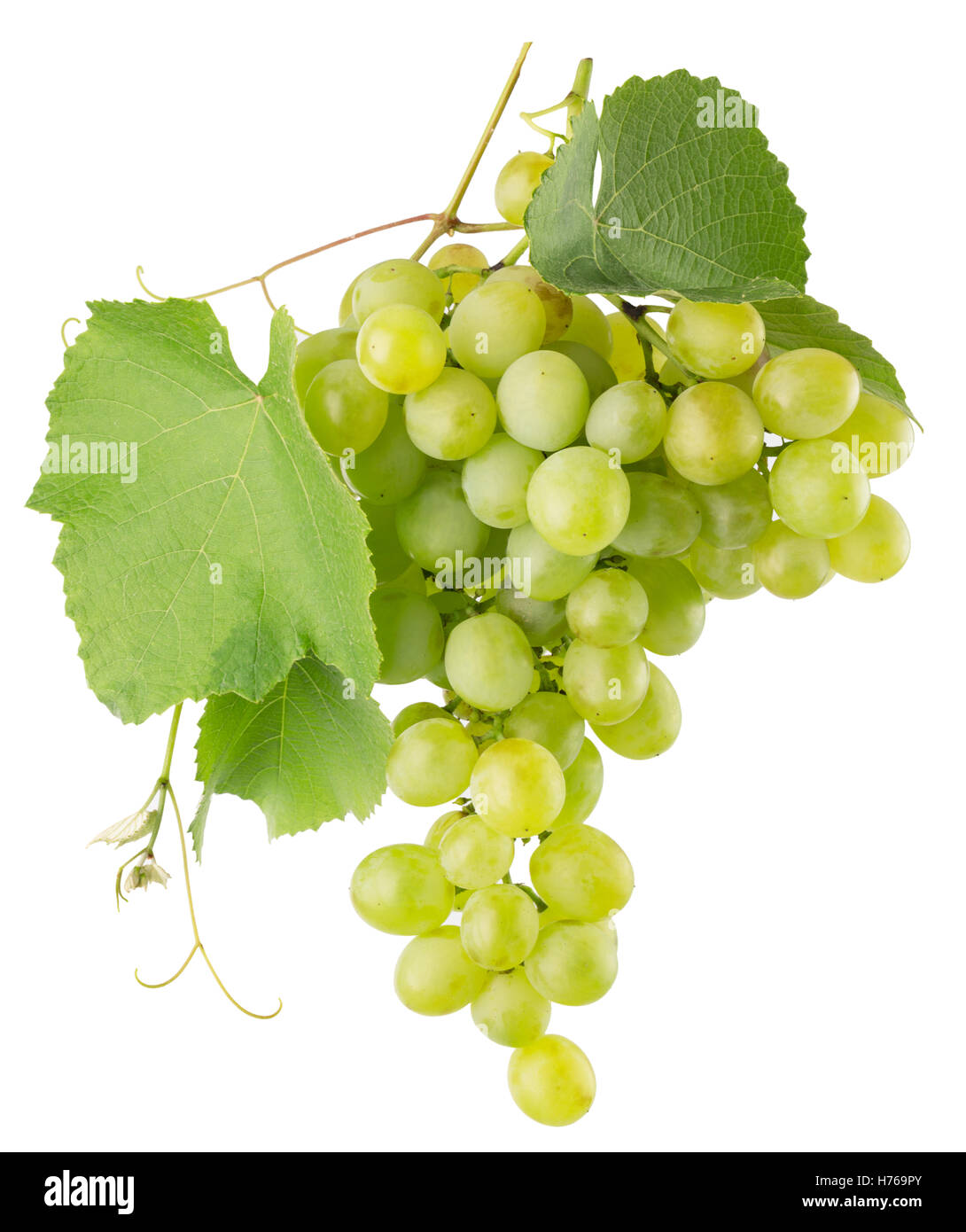 green grapes isolated on the white background Stock Photo - Alamy