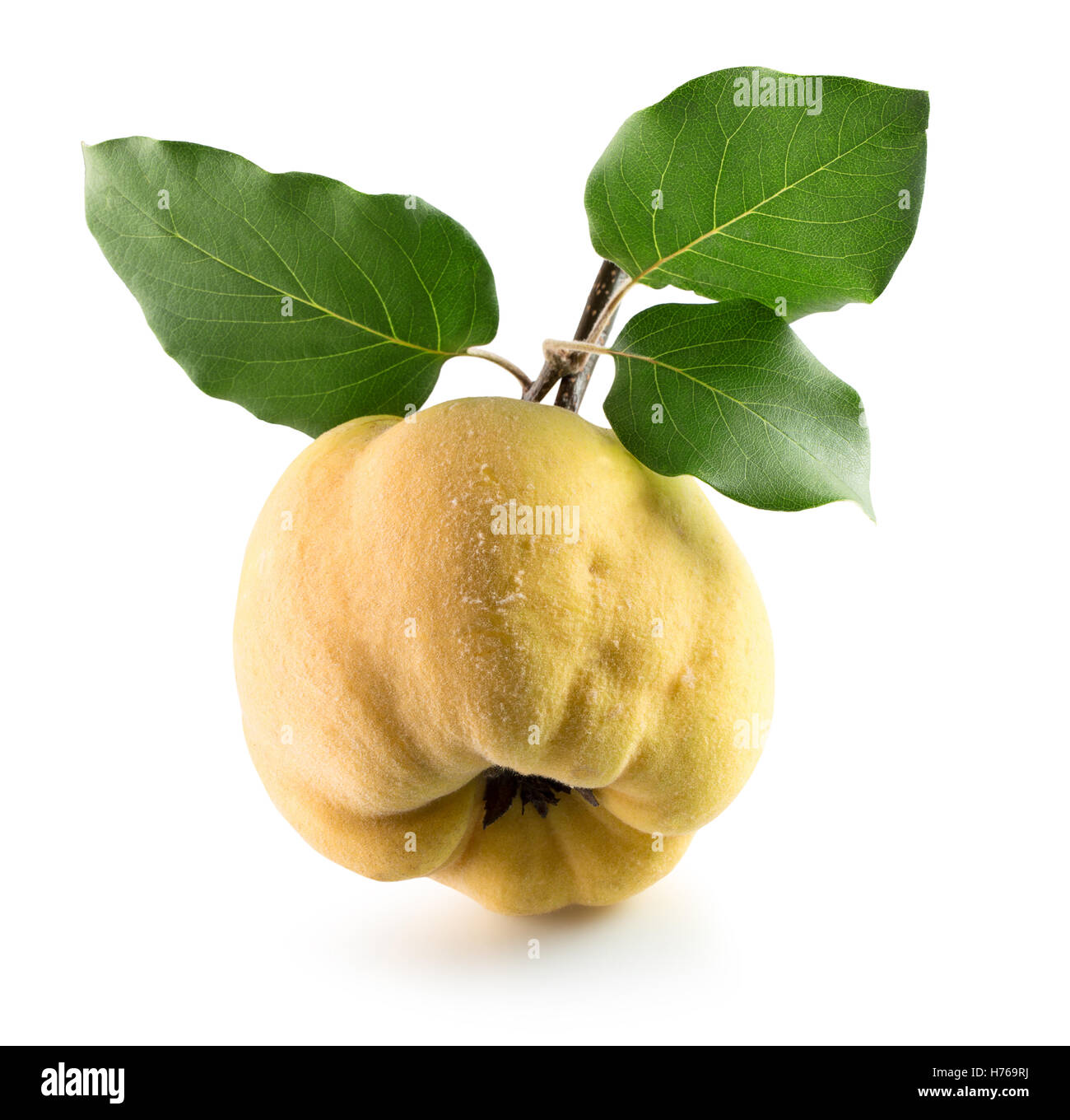 quince isolated on the white background Stock Photo - Alamy