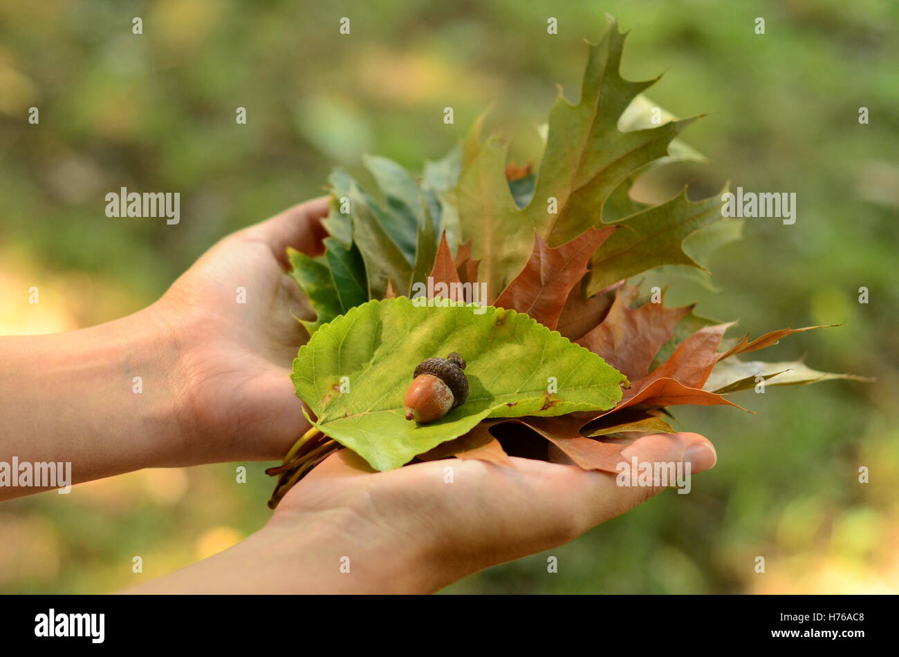 Cupped Hands Holding Leaves