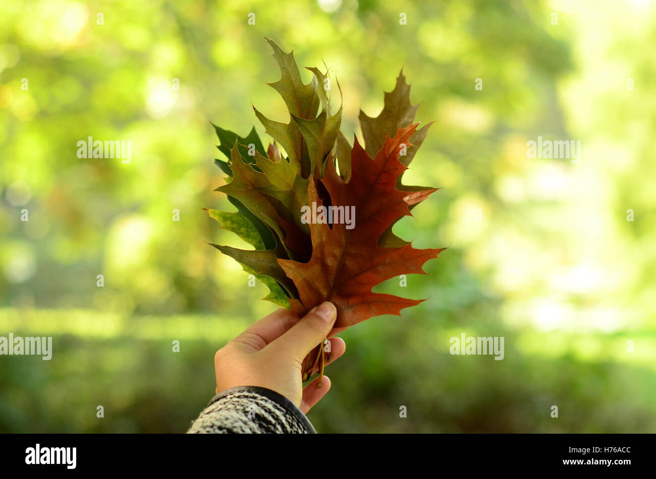 Woman's hand holding multi coloured autumn leaves Stock Photo - Alamy