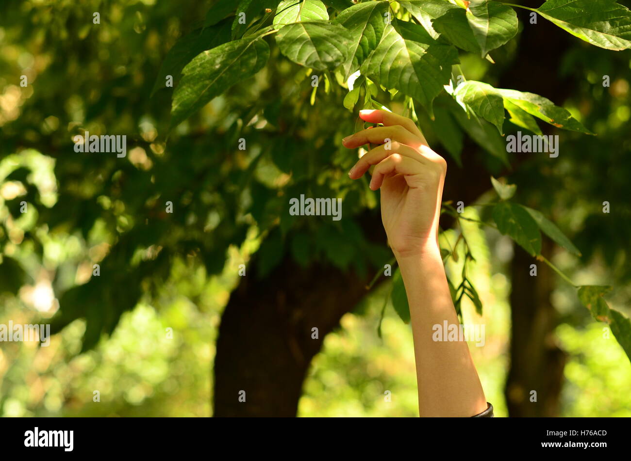 Woman's hand reaching for a tree branch Stock Photo - Alamy
