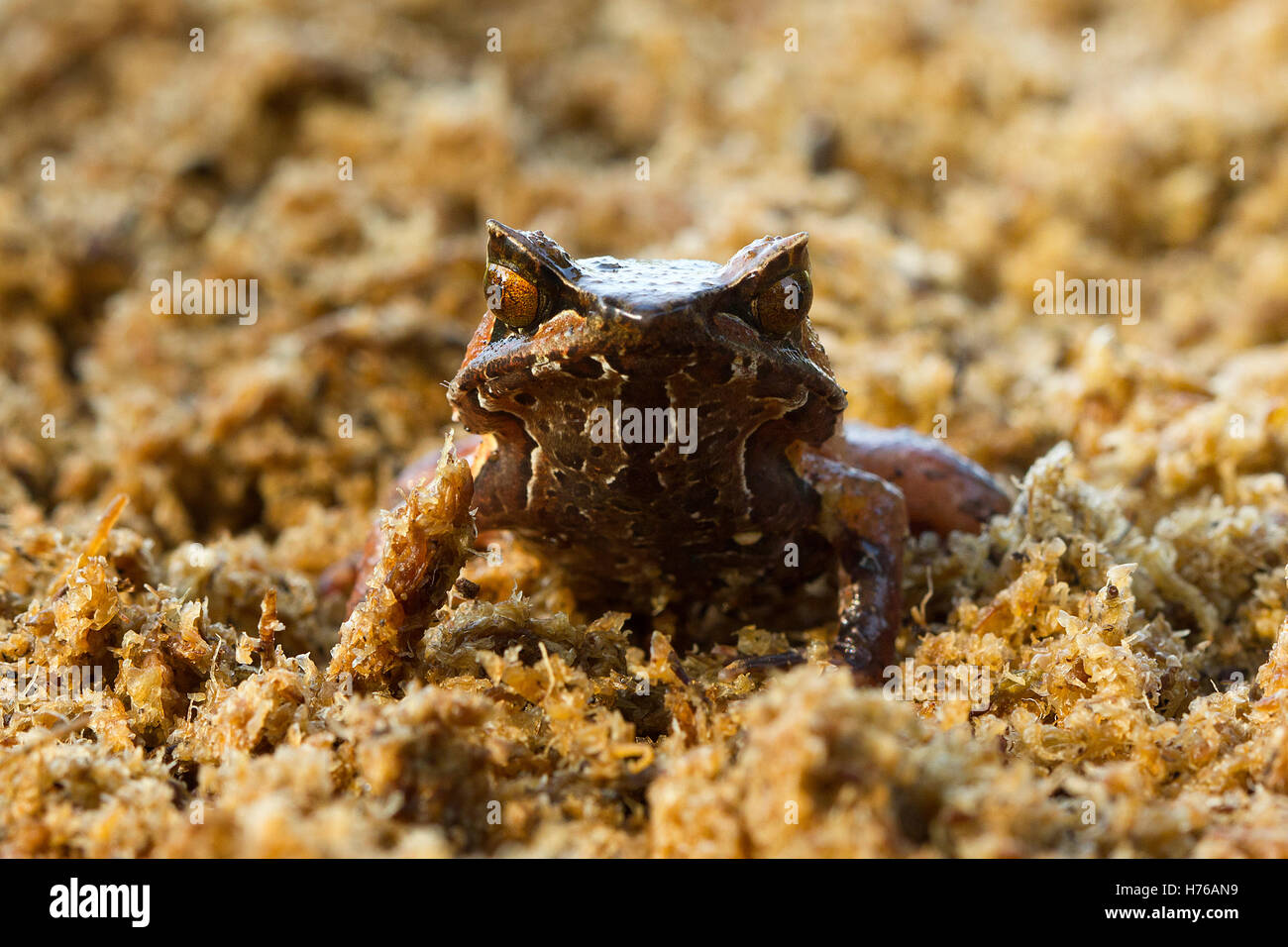 Horned frog hi-res stock photography and images - Alamy