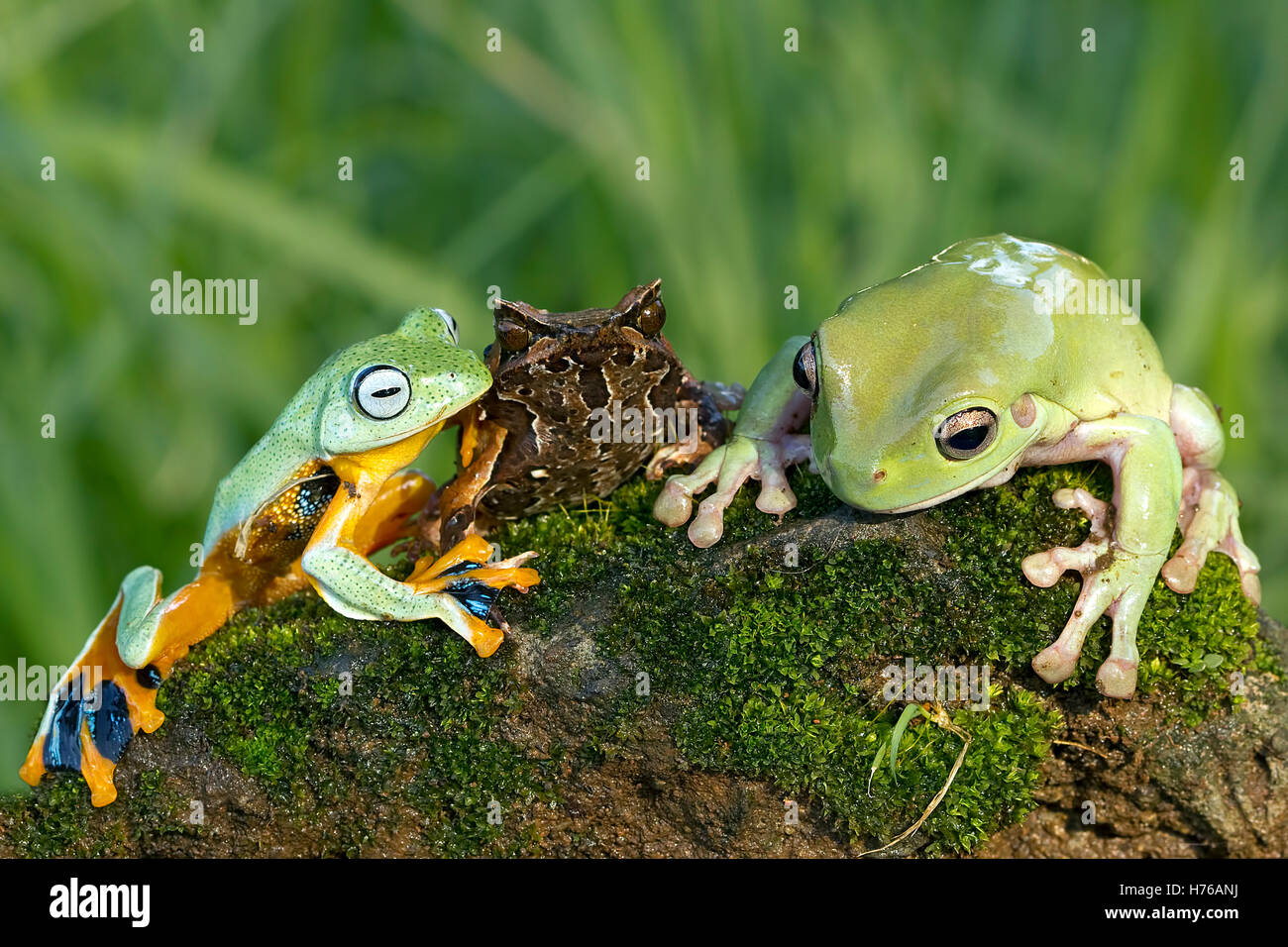 Three frogs sitting on moss covered rocks hi-res stock photography and ...
