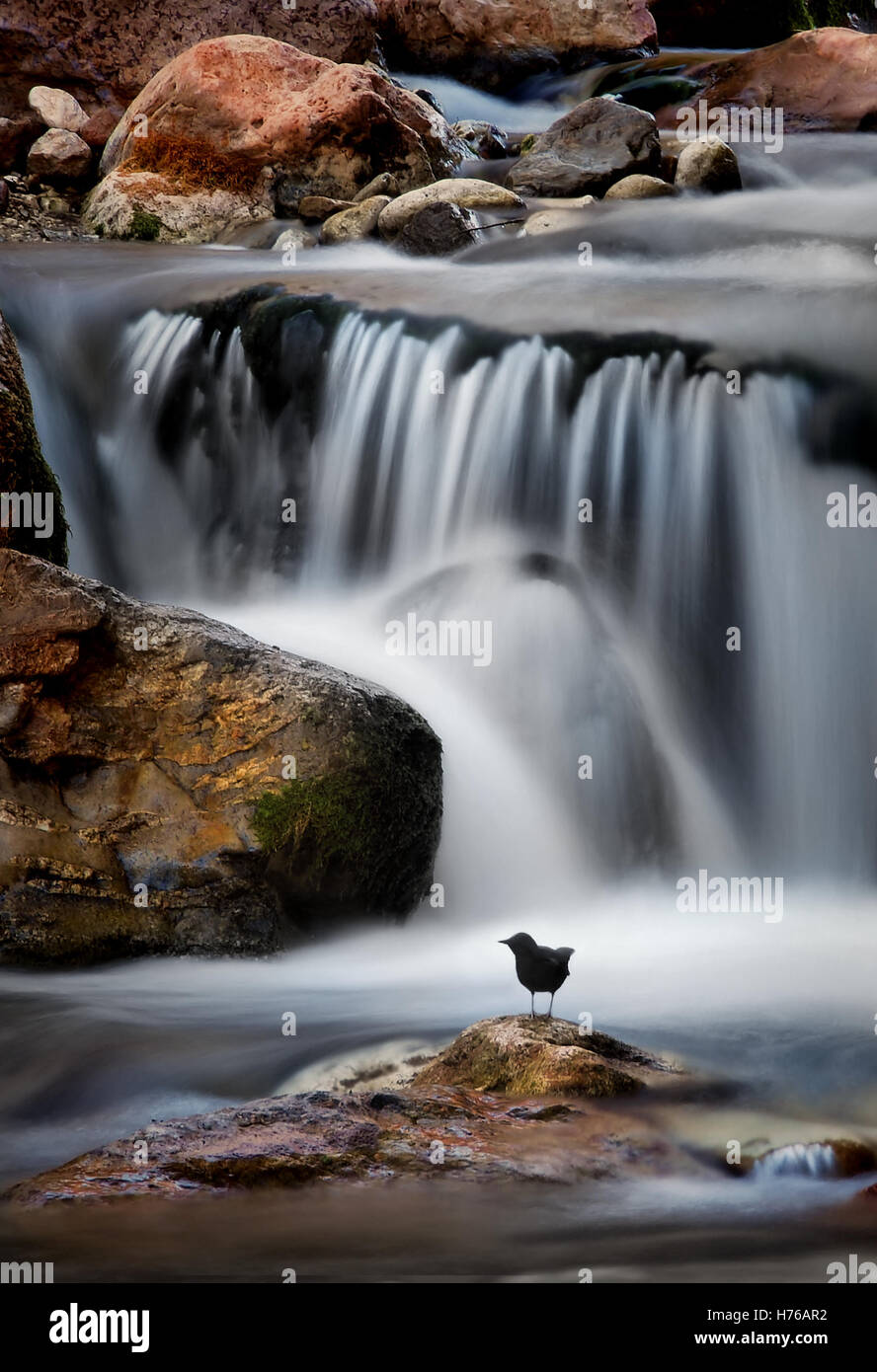 Bird standing on rocks by waterfall, Deer Creek, Grand Canyon National ...