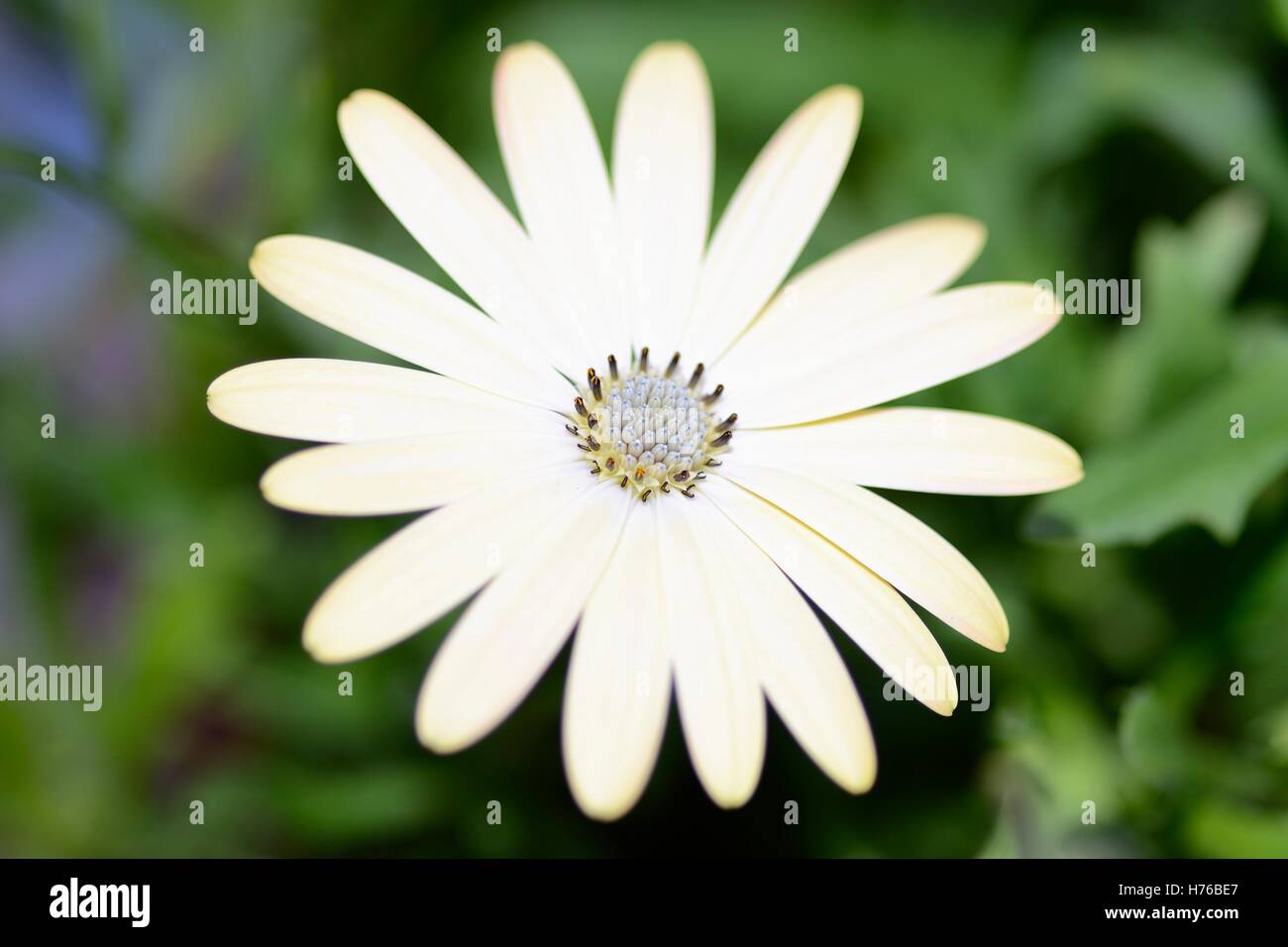 Daisy flora close up hi-res stock photography and images - Alamy