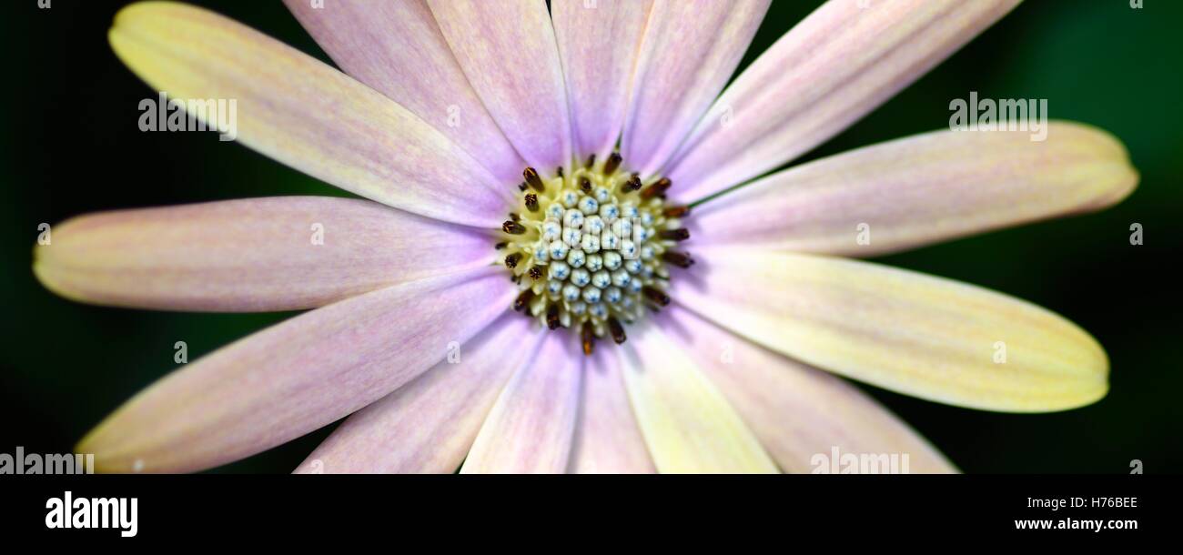 Close up daisy hi-res stock photography and images - Alamy