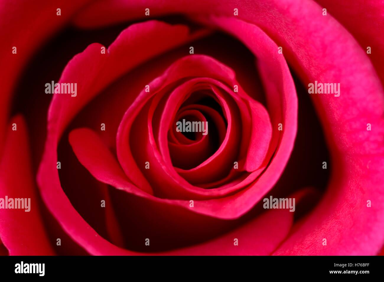 red rose macro Stock Photo - Alamy