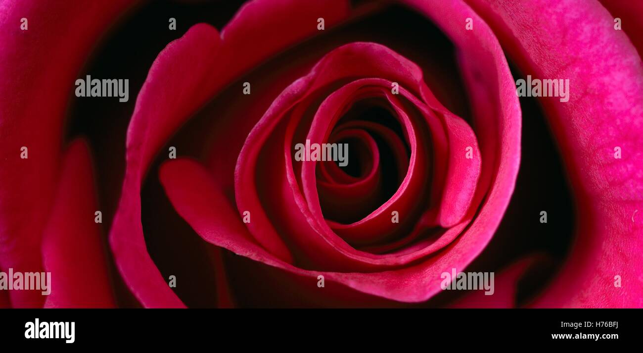 red rose macro Stock Photo - Alamy