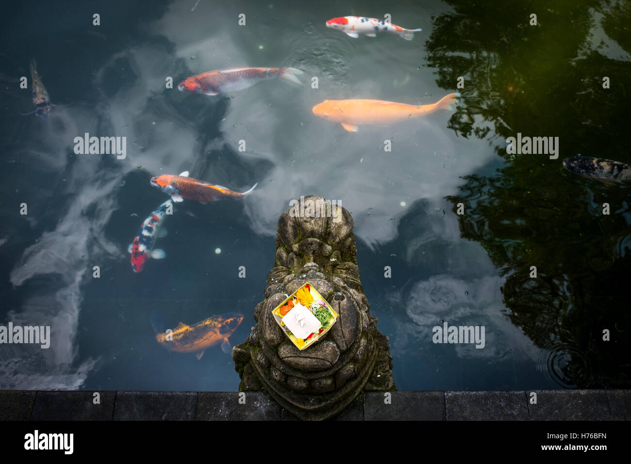 Koi fish swimming in pond, Tampak siring temple, Bali, Indonesia Stock ...