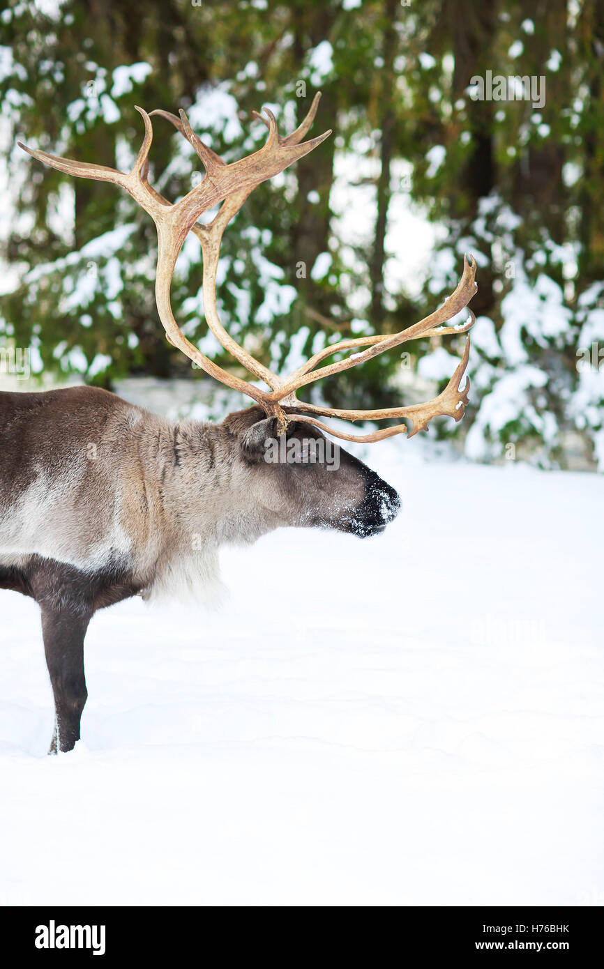 Reindeer in its natural environment in scandinavia. Northern polar ...
