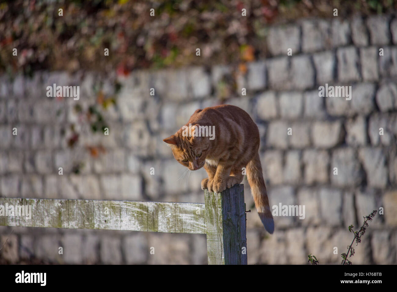 Ginger Cat On A Post Stock Photo - Alamy