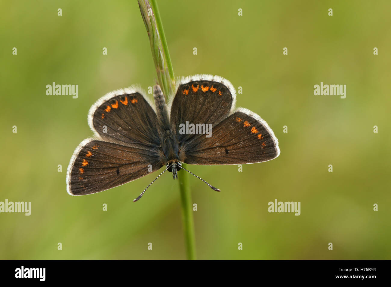 A Brown Argus Butterfly (Aricia agestis) with open wings warming on a ...