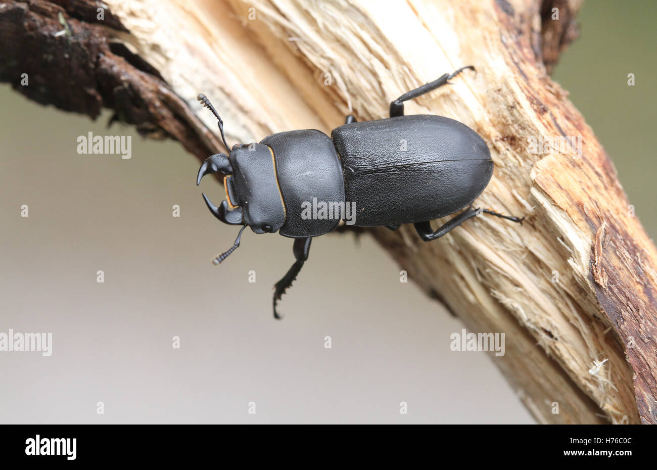 Lesser Stag Beetle (Dorcus parallelipipedus) displaying Stock Photo - Alamy