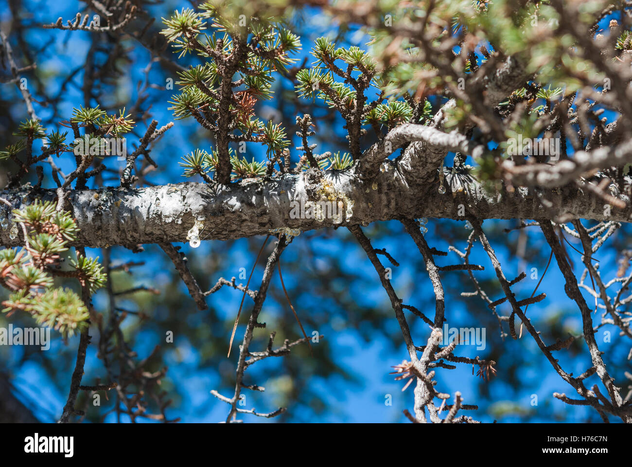 Cedarwood resin hi-res stock photography and images - Alamy