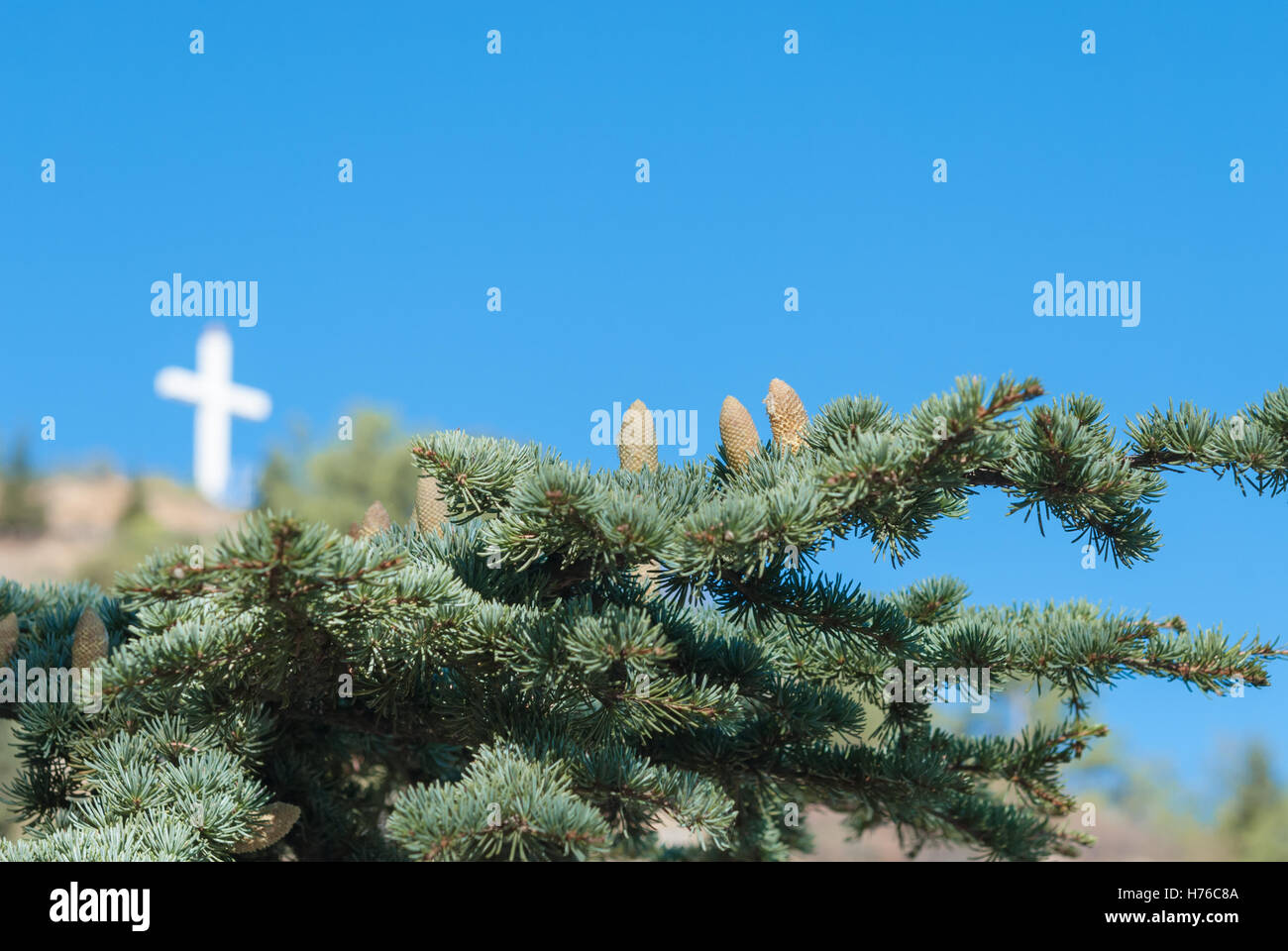 Cedar tree branch with the male cones closeup with blue sky as a ...
