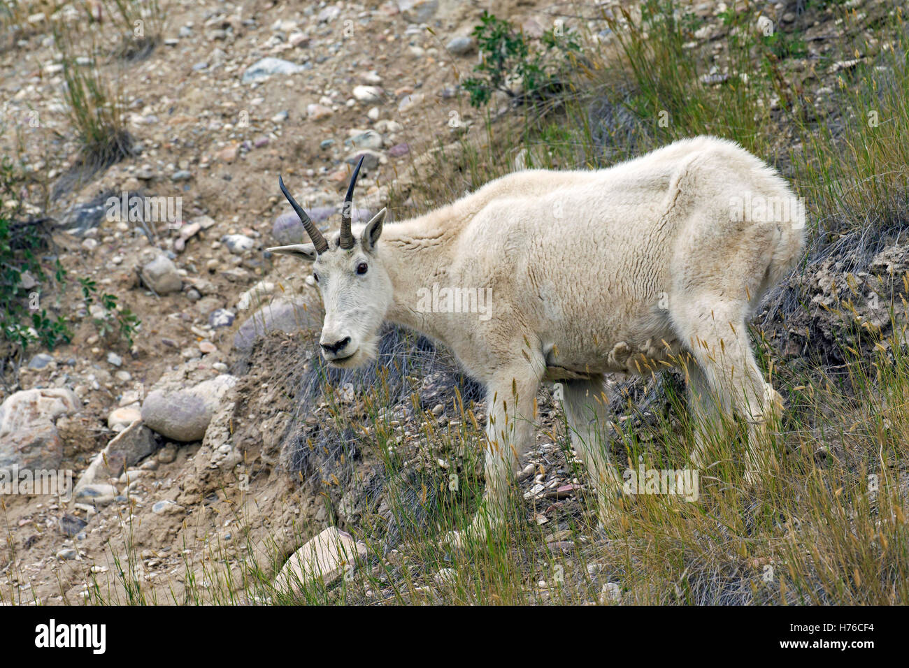 North american goat hi-res stock photography and images - Alamy