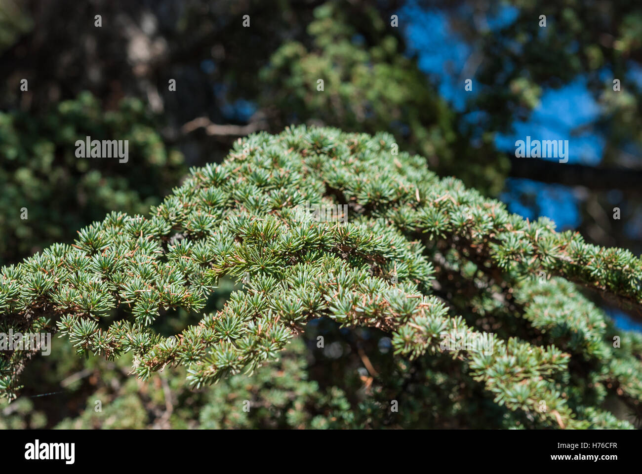 Cedar tree branch with closeup with blue sky as a background Stock ...