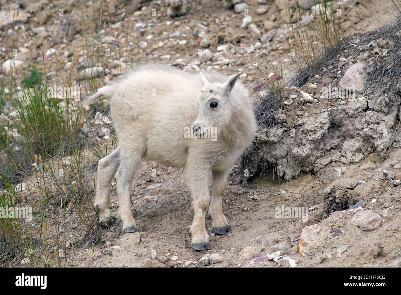 Young mountain goat oreamnos americanus hi-res stock photography and ...