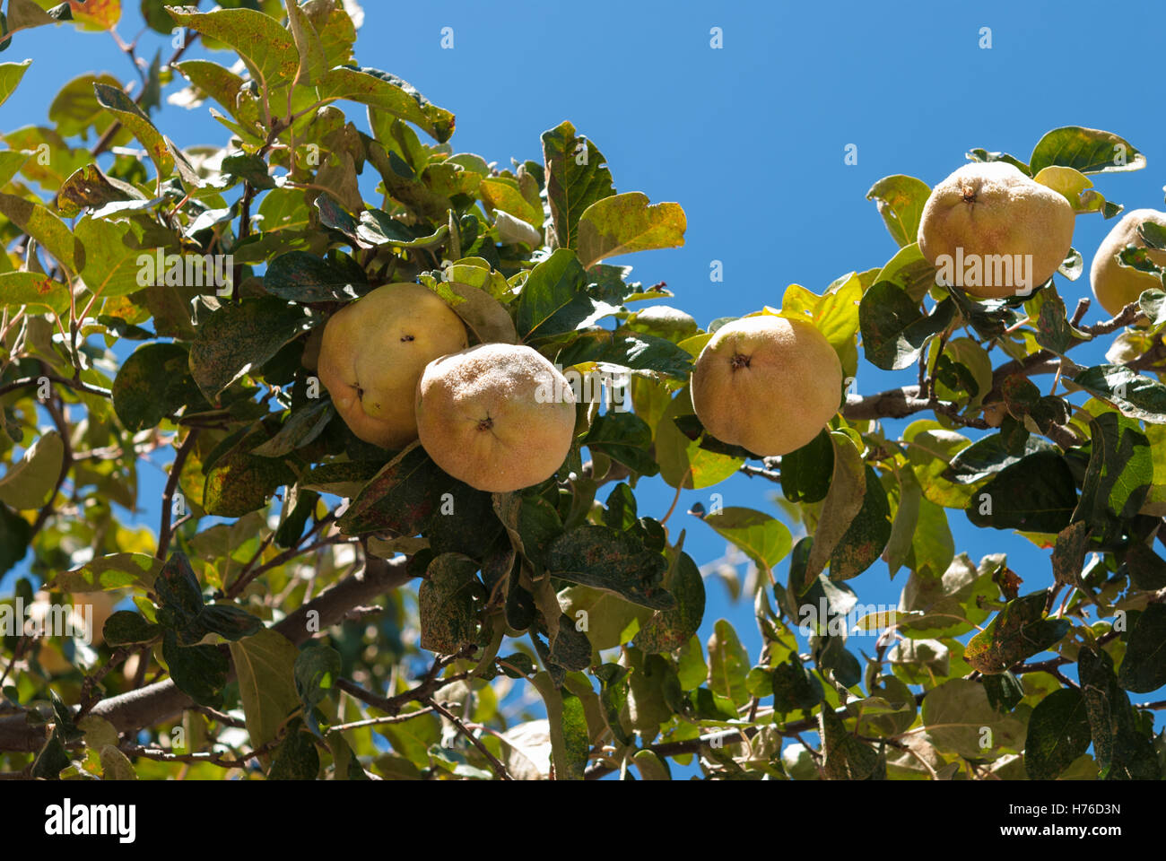 Ripe quince fruits on the tree branch closeup with blue sky as a ...