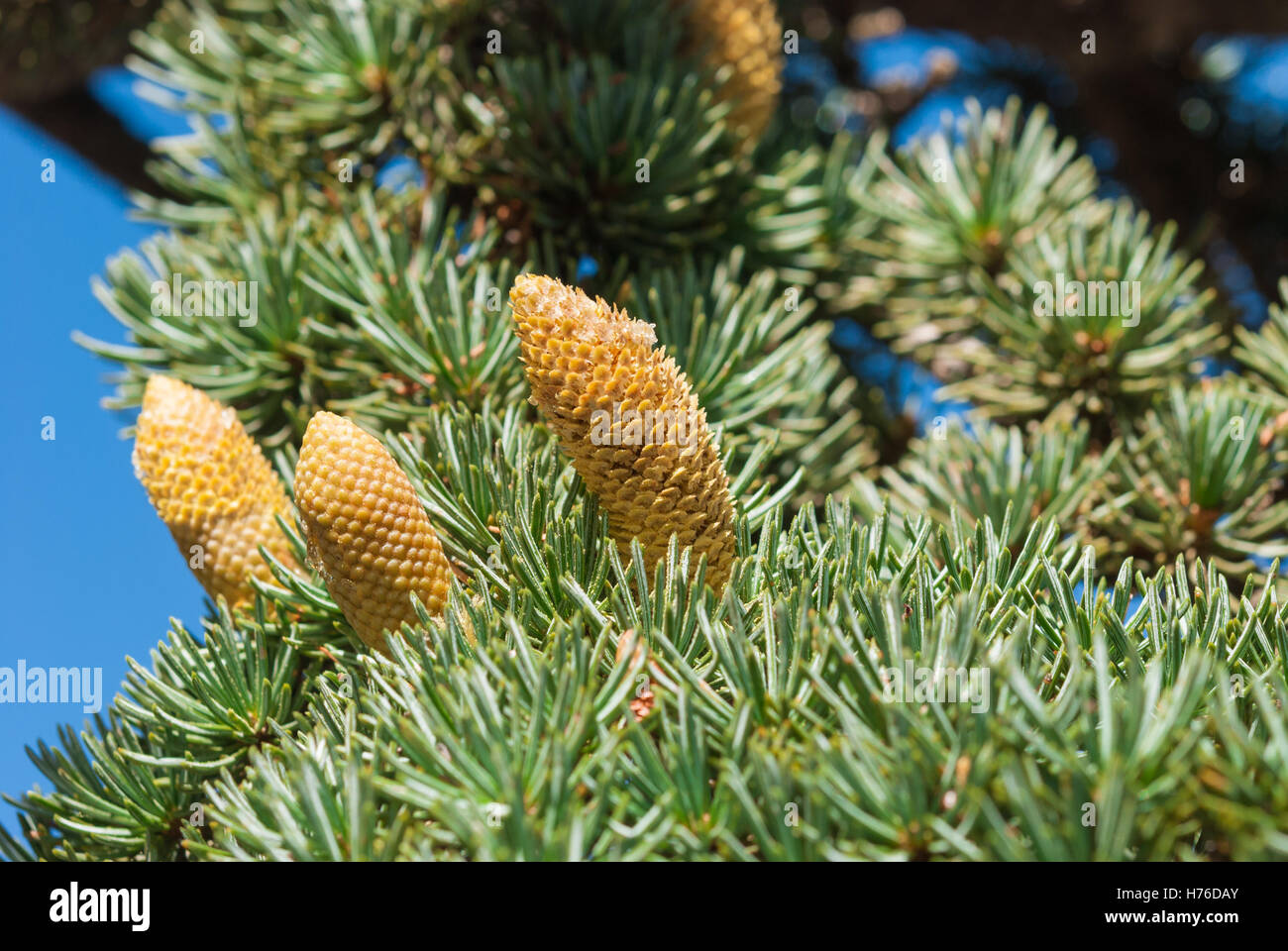 Cedar tree branch with the male cones closeup with blue sky as a ...