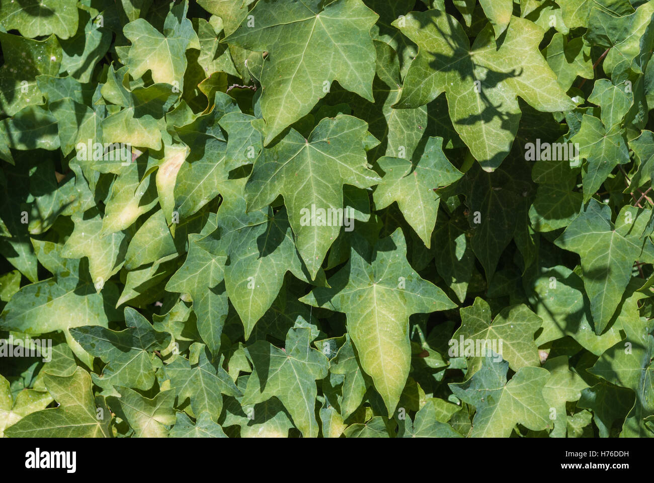 Lush green ivy wall hi-res stock photography and images - Alamy