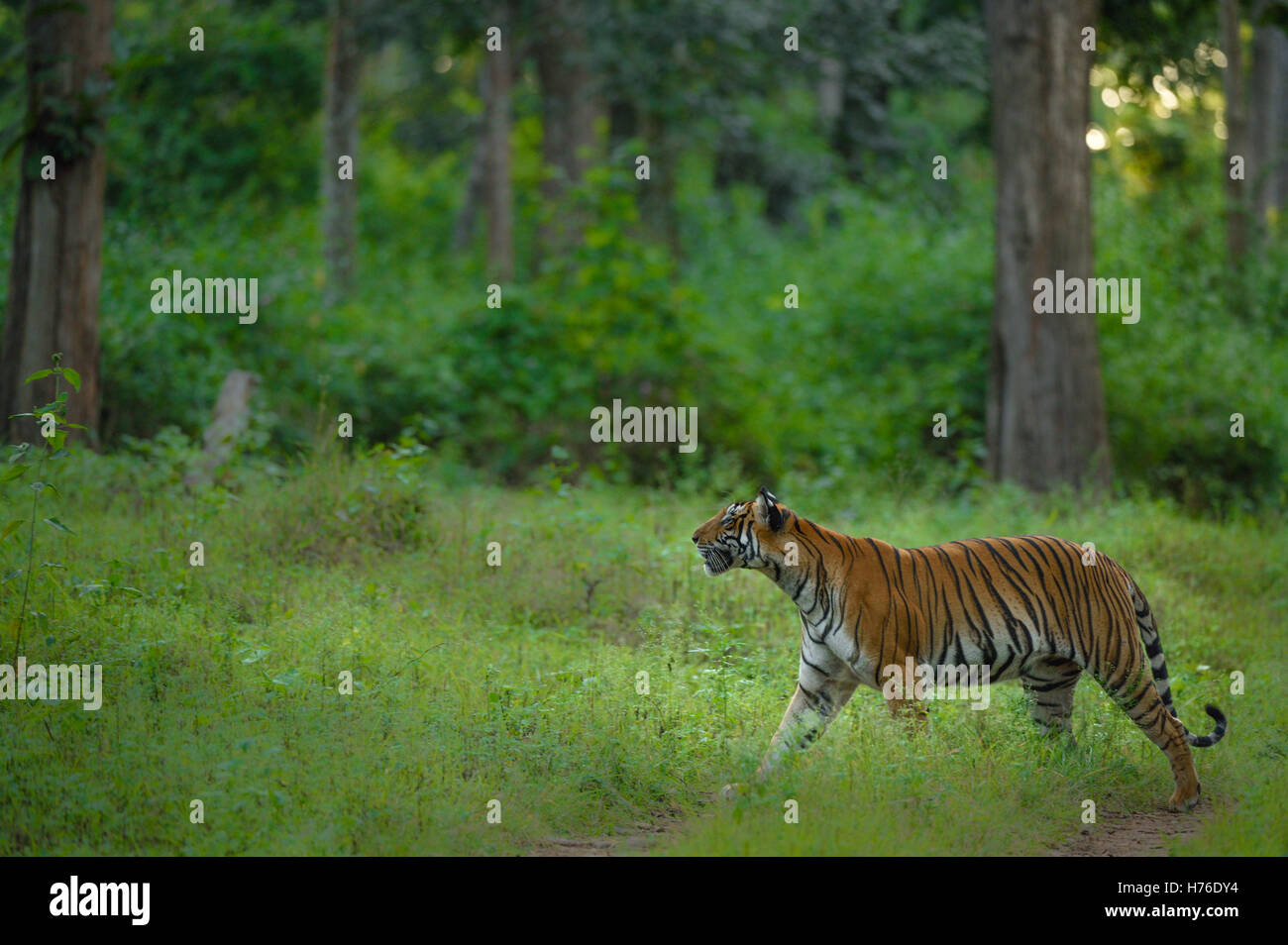 Tiger on a stroll Stock Photo - Alamy