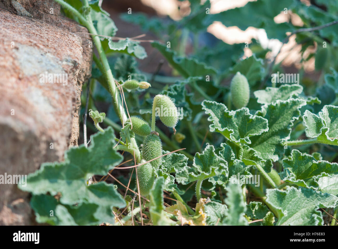 Squirting cucumber (Ecballium) with flowers and fruits closeup Stock ...