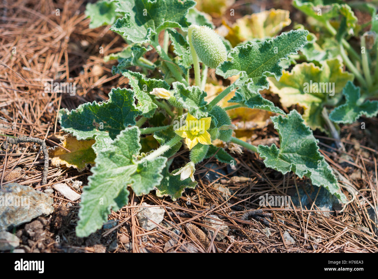 Squirting cucumber (Ecballium) with flowers and fruits closeup Stock ...
