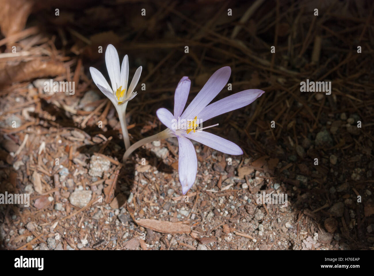 Blooming crocus closeup Stock Photo - Alamy