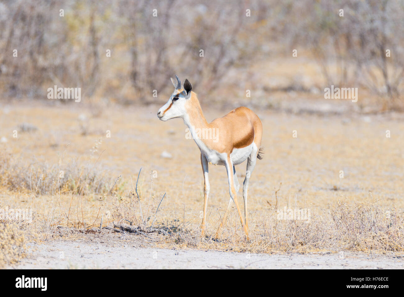 Springbok grazing in the bush. Wildlife Safari in the Etosha National ...