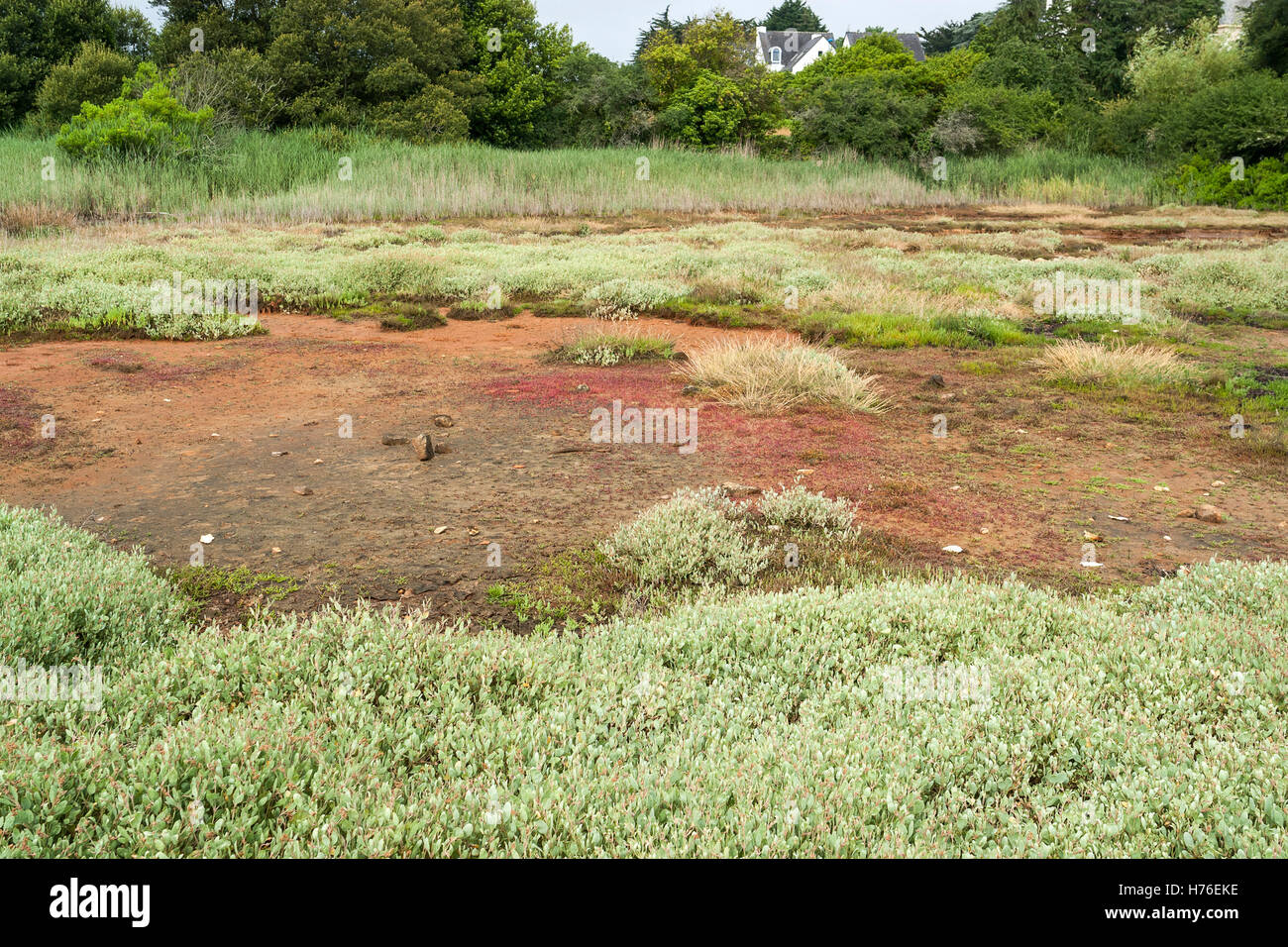 shrubby ground cover vegetation seen in Brittany,France Stock Photo - Alamy