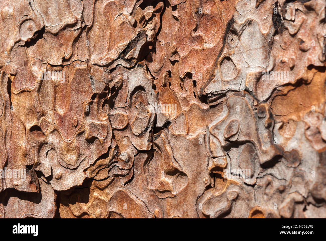 Bark of tree as a textured background Stock Photo - Alamy
