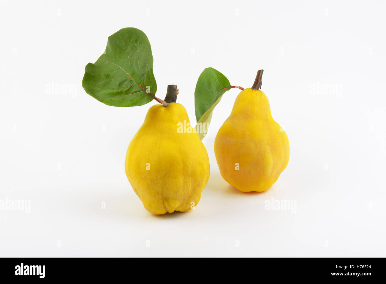 two yellow pears on white background Stock Photo - Alamy