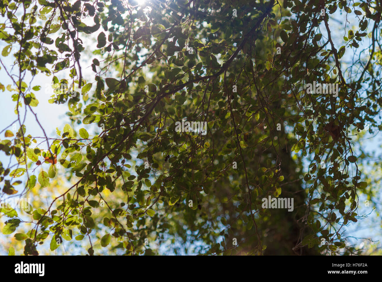 Branch of golden oak tree (Quercus alnifolia) on the sunlight Stock ...