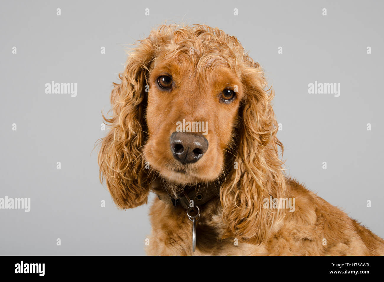 Male Cocker Spaniel, 2 years old, UK Stock Photo - Alamy