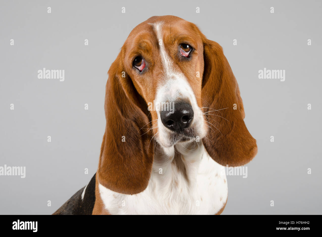 Female basset hound hi-res stock photography and images - Alamy
