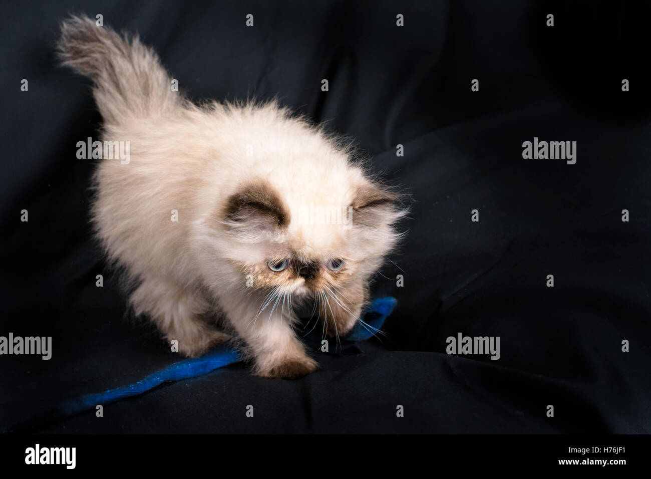 A young, two month old Blue Point Himalayan Persian kitten playing with ...