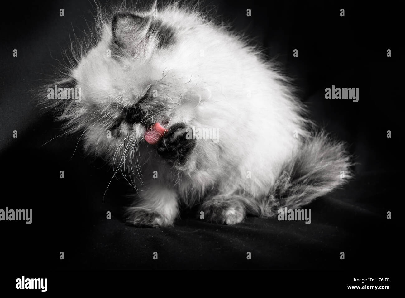 A young, two month old Blue Point Himalayan Persian kitten cleaning ...