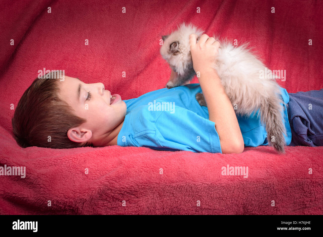 Colorpoint persian colourpoint hi-res stock photography and images - Alamy