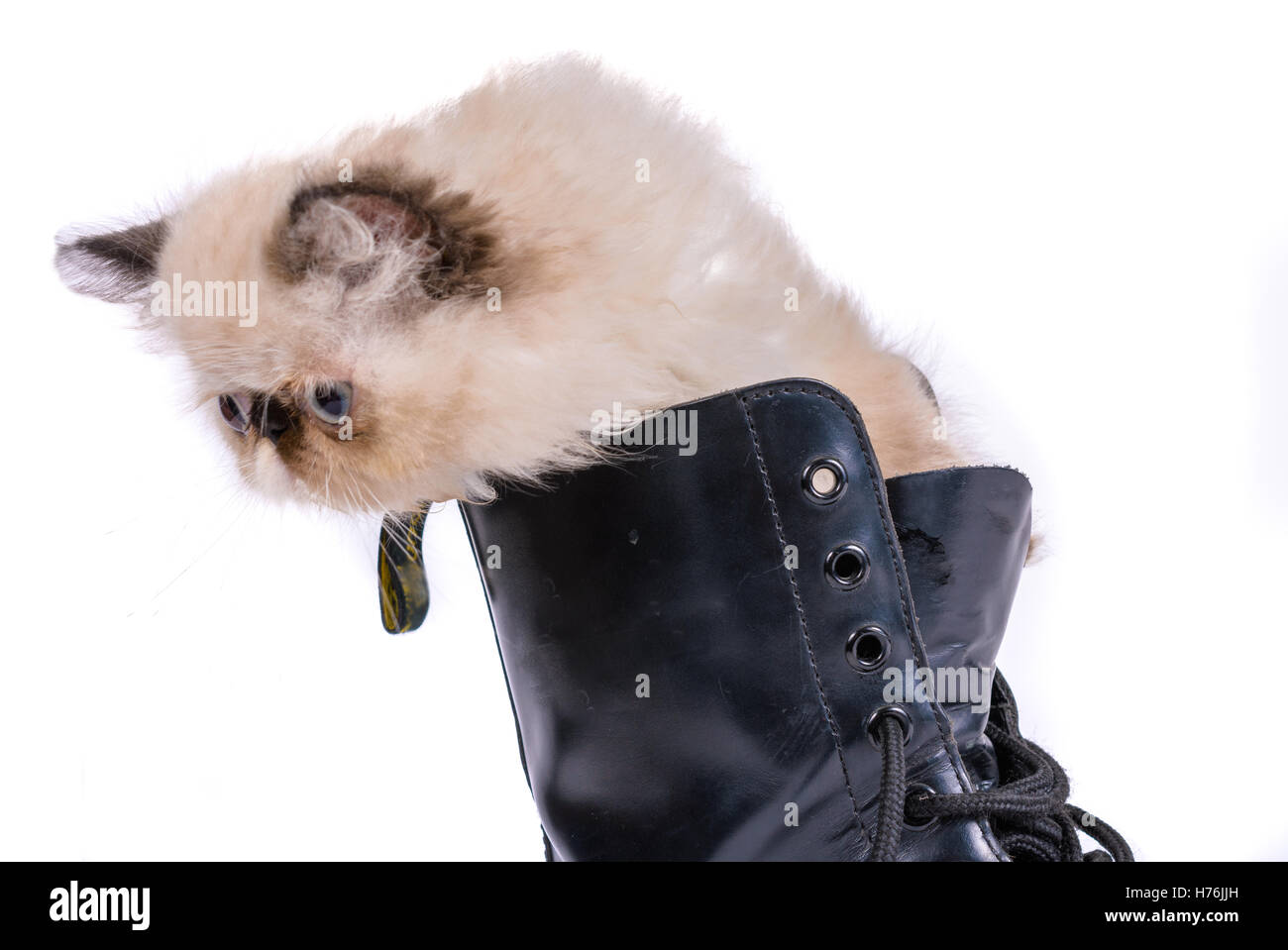 Kitten in boot hi-res stock photography and images - Alamy