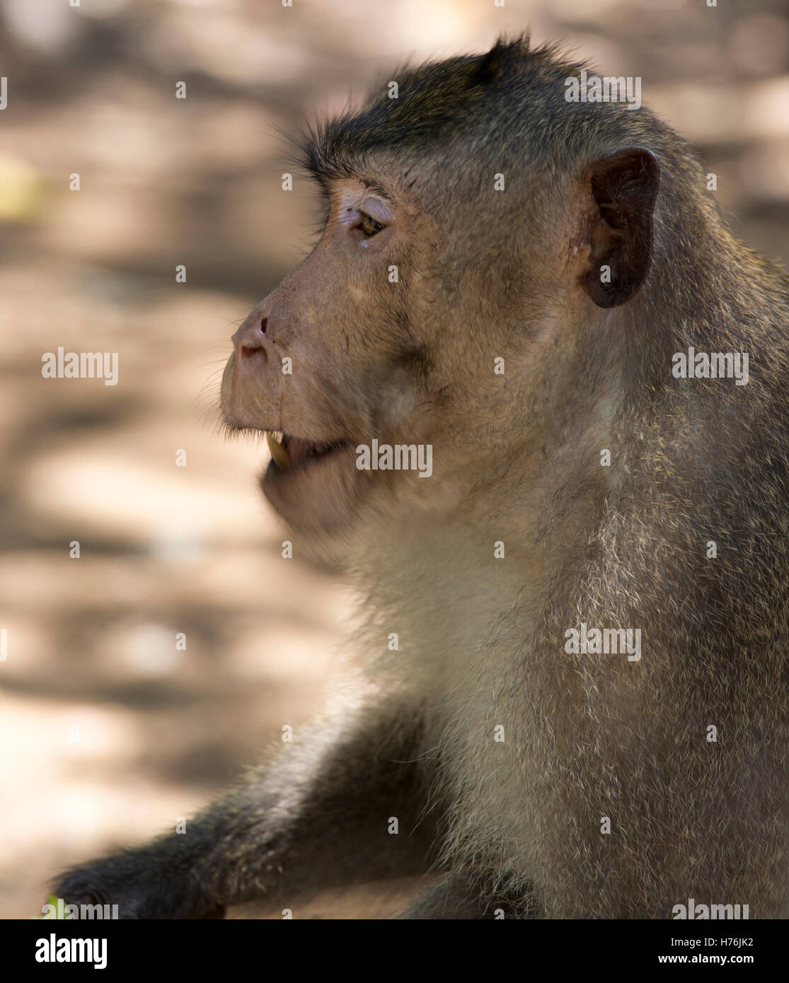 Little baby-monkey in monkey forest of Ubud, Bali, Indonesia Stock ...