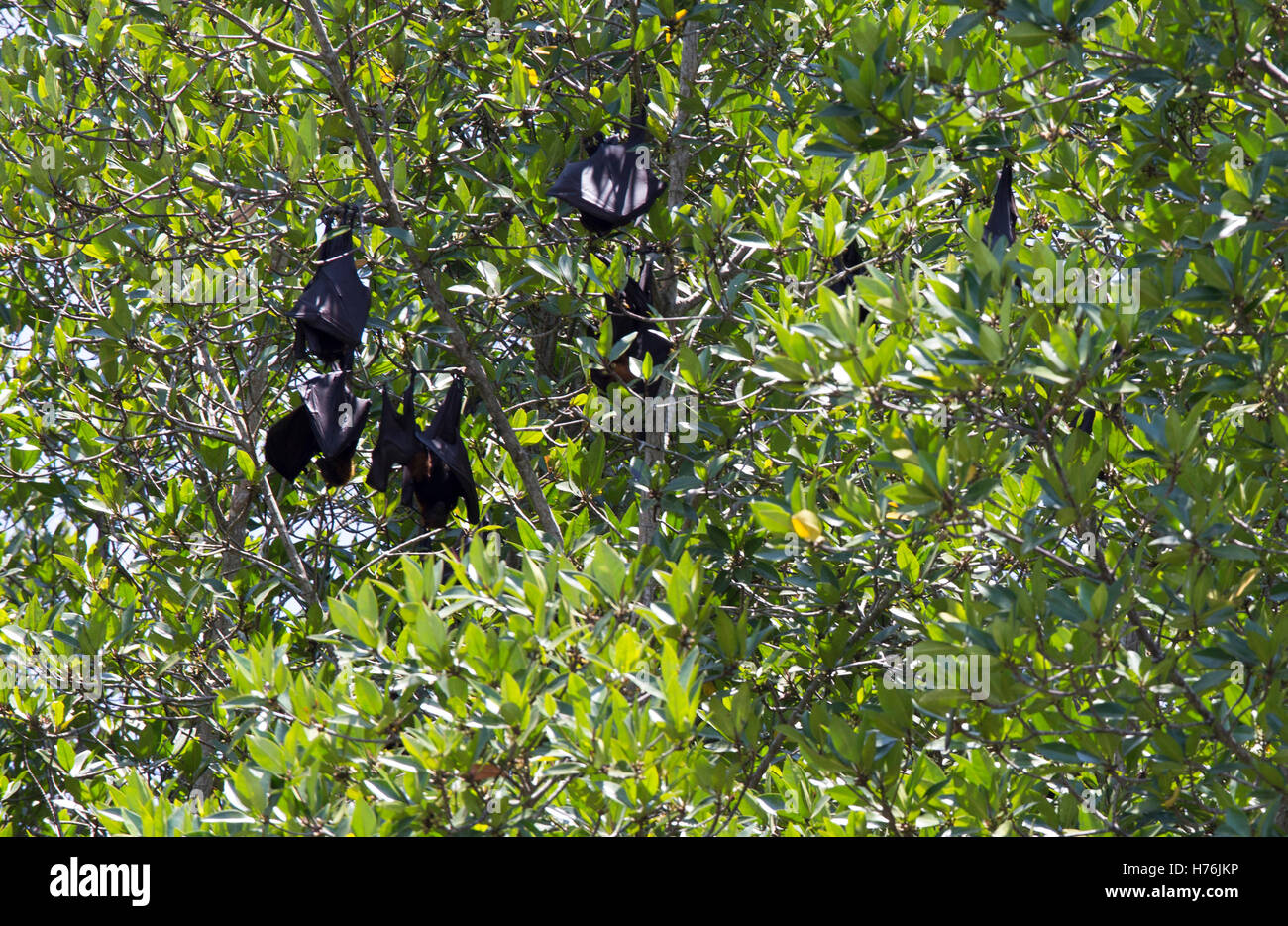 Huge bats on a tree in Vietnam Stock Photo - Alamy