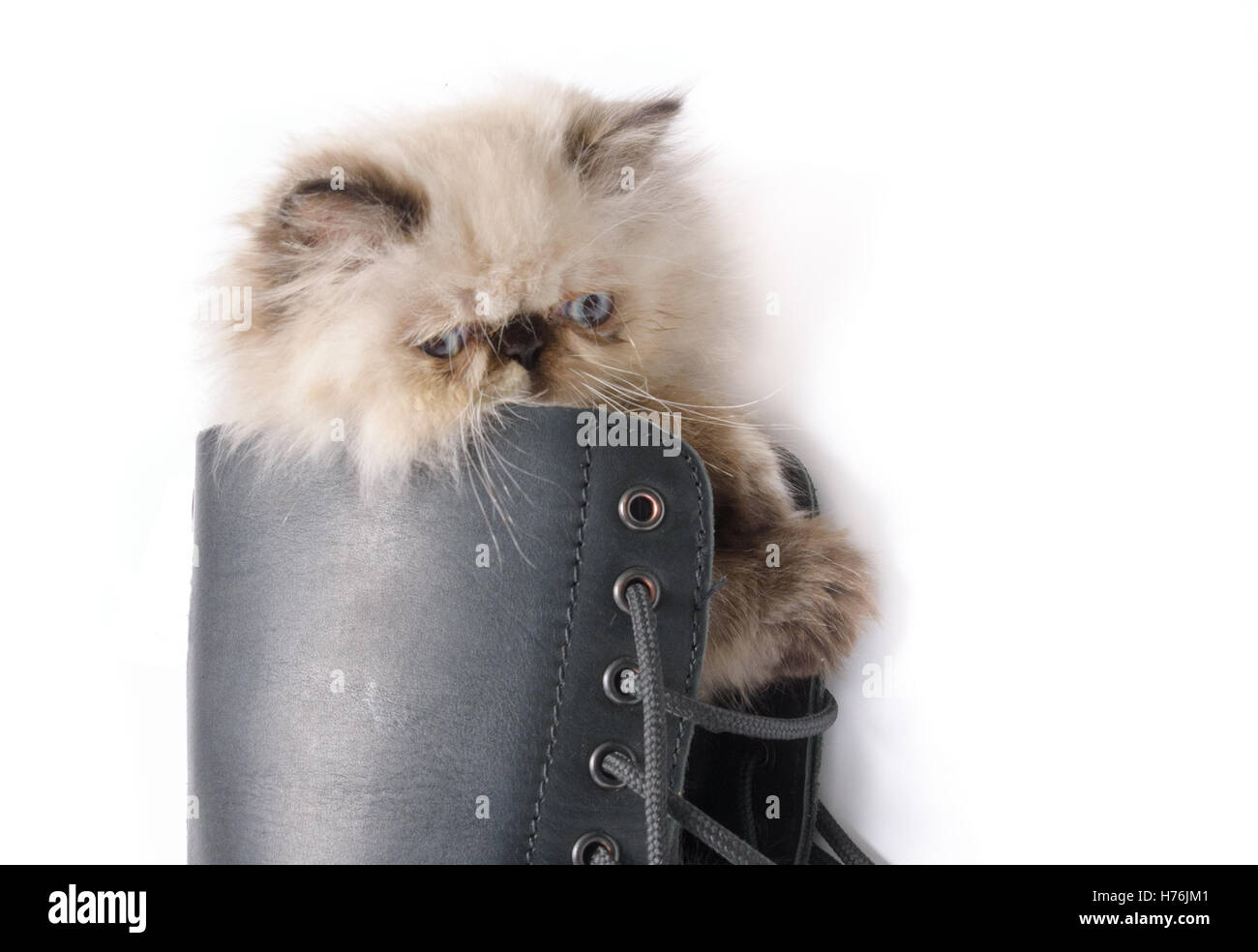 Cat in Boots concept image - A two month old Blue Point Himalayan ...