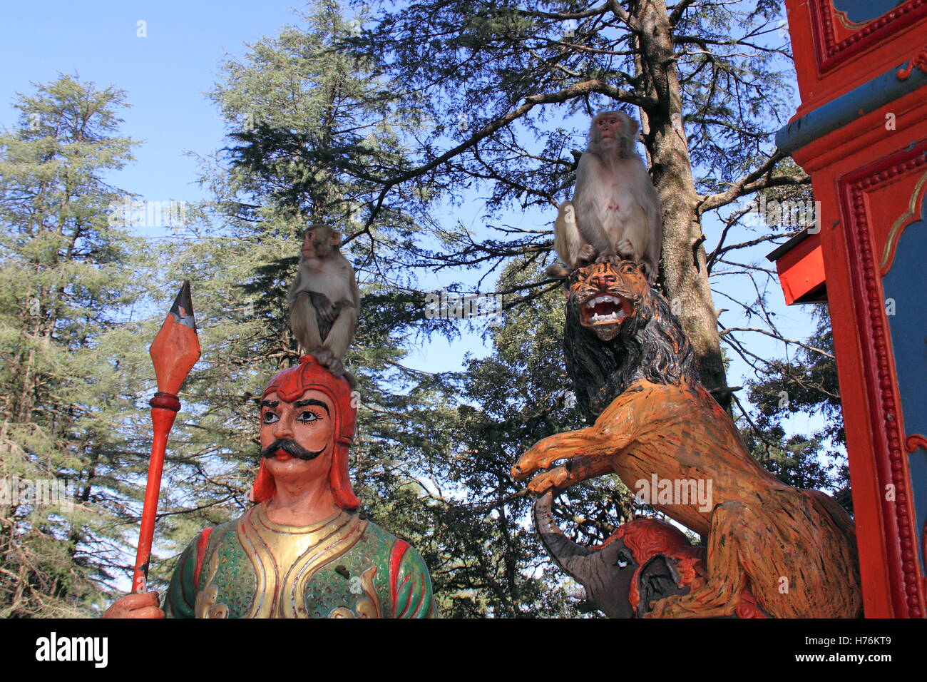 Rhesus macaques (Macaca mulatta), Jakhoo Temple entrance, Shimla, Himachal Pradesh, India ...
