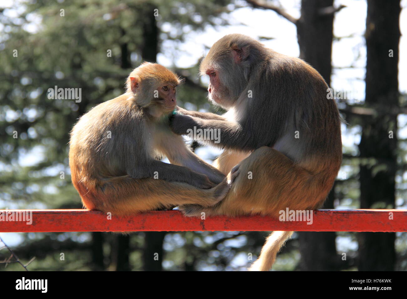Shimla jakhoo temple hi-res stock photography and images - Alamy